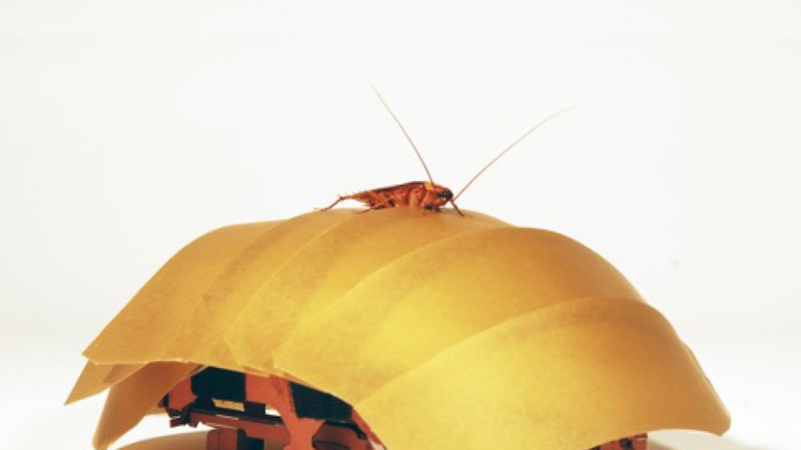 Researchers squish cockroaches in order to design a robot - Ars Technica