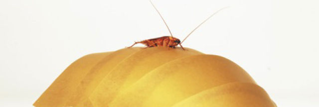 Researchers squish cockroaches in order to design a robot | Ars Technica