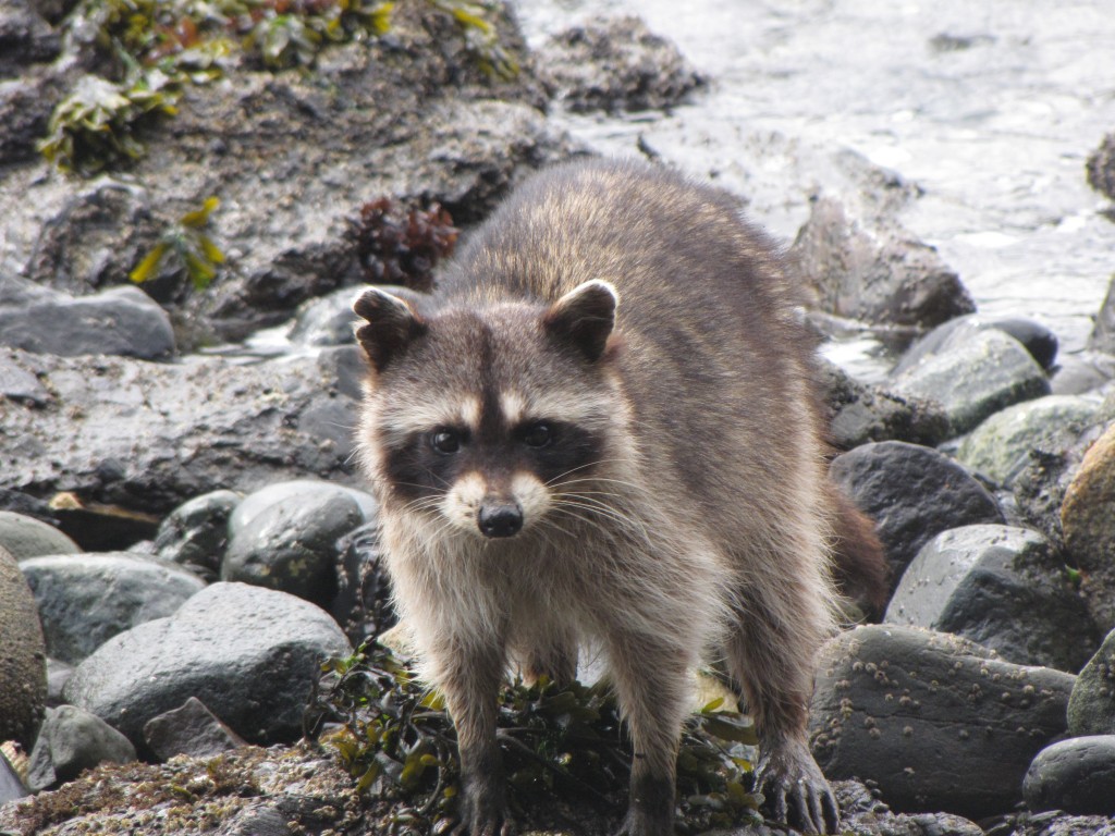 Scientists terrify raccoons to reveal inner workings of ecosystems ...