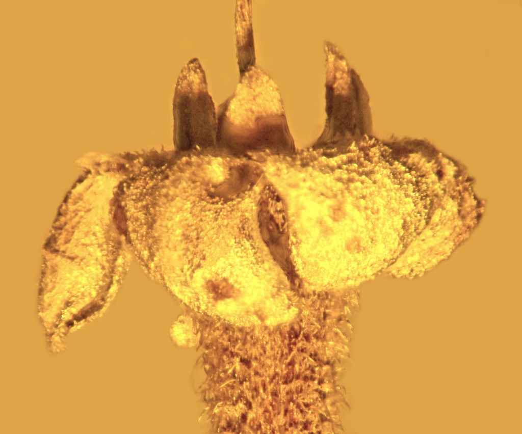 This flower, preserved in amber, may be 45 million years old - Ars Technica