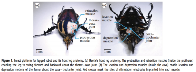 Creepy experiment uses implanted electrodes to make beetles run faster ...