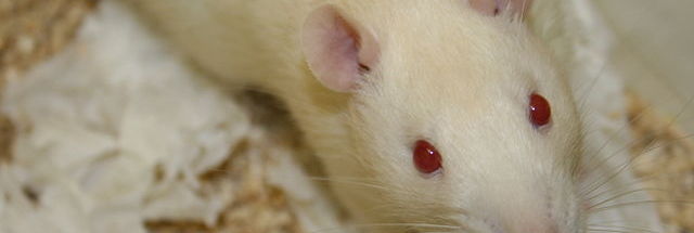Scientists regenerate spinal cord in injured rats with stem cells | Ars ...
