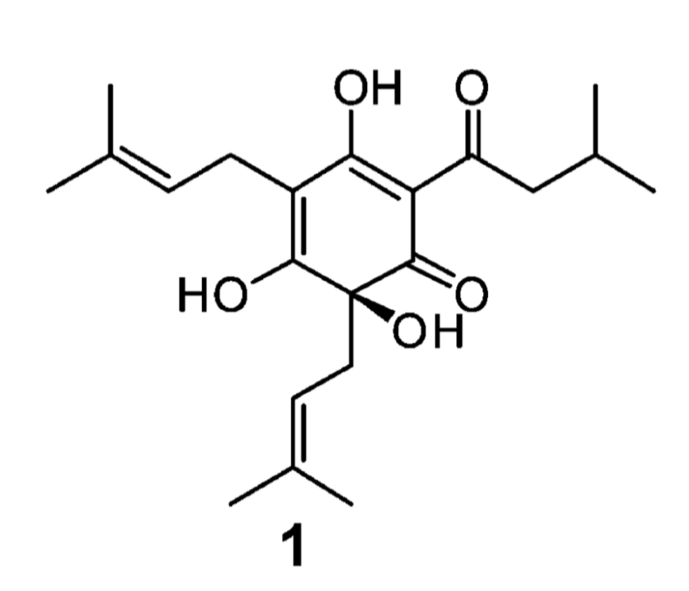 Researchers are brewing up medicines from beer hops - Ars Technica
