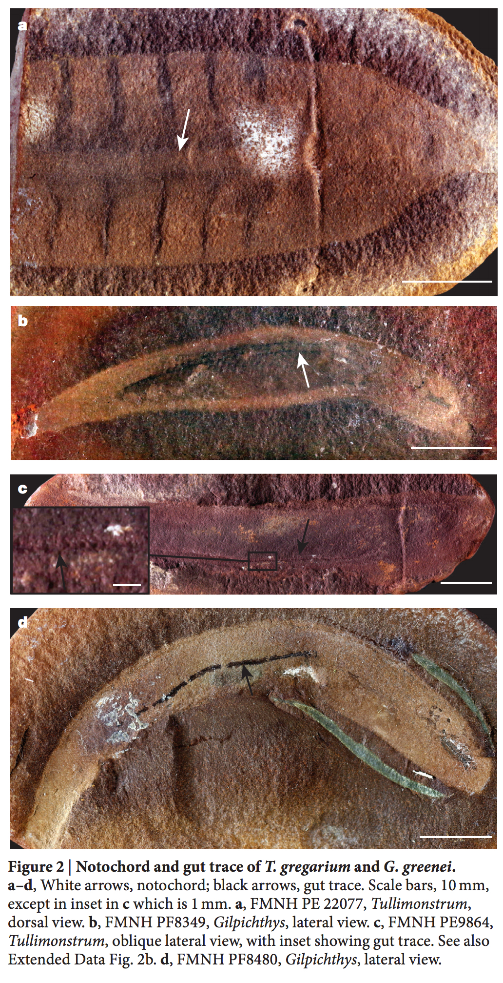 307-million-year-old “monster” fossil identified at last - Ars Technica
