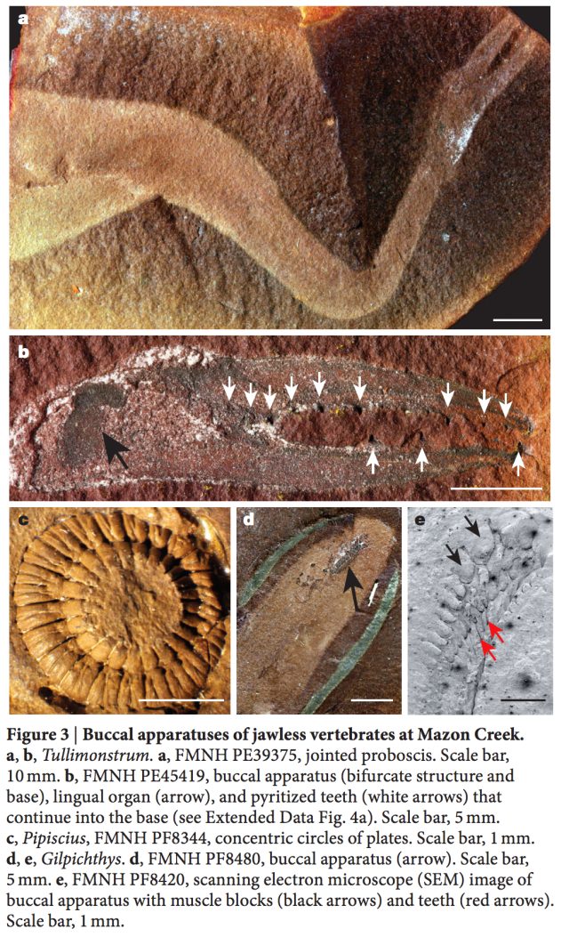 307-million-year-old “monster” fossil identified at last - Ars Technica