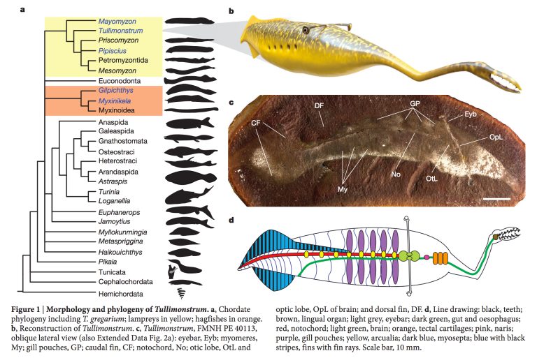 307-million-year-old “monster” fossil identified at last - Ars Technica