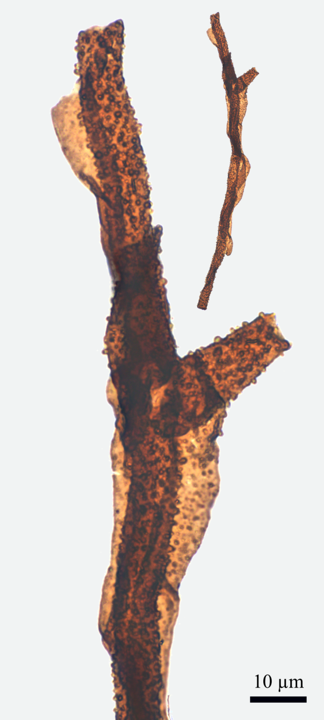 “Problematic” fossil turns out to be oldest known example of life on ...