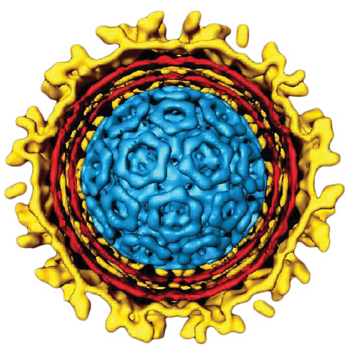 Dengue virus disables the immune system by blocking mass transit - Ars ...