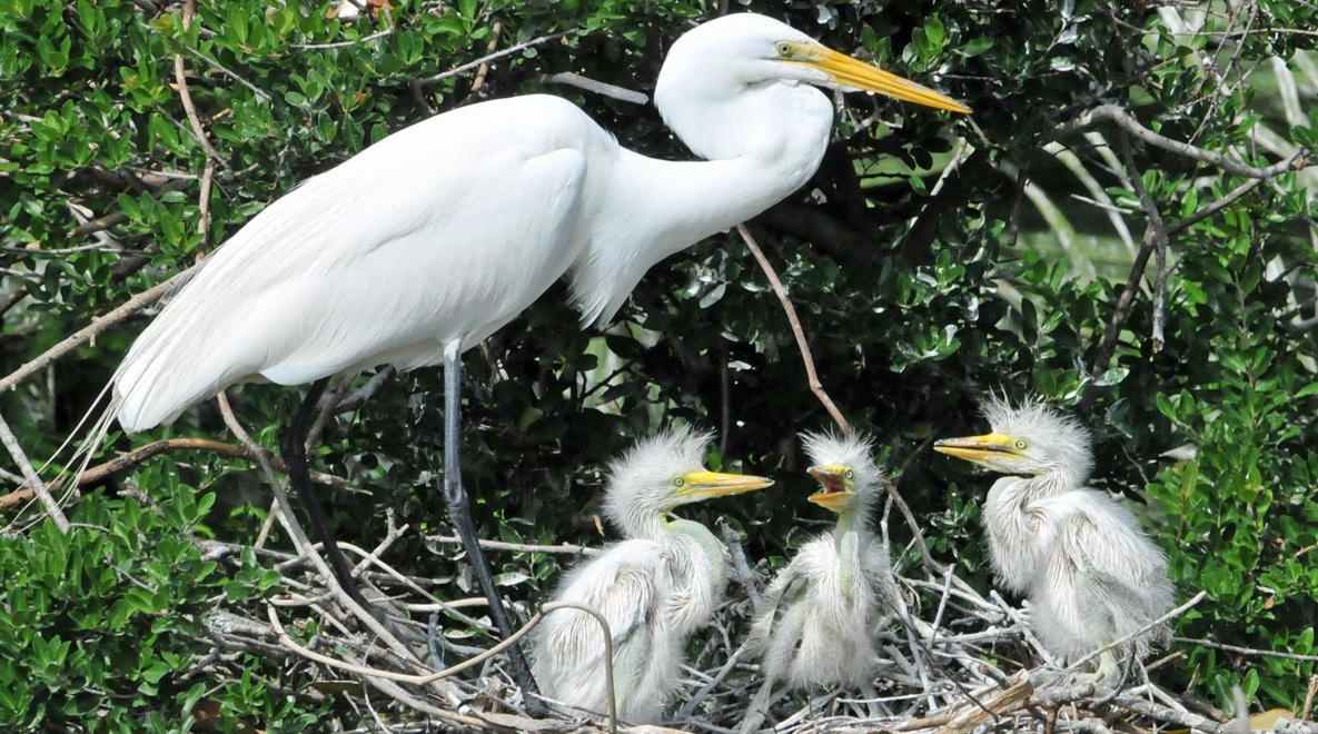 The ugly truth behind those “cute baby bird” Internet memes - Ars Technica