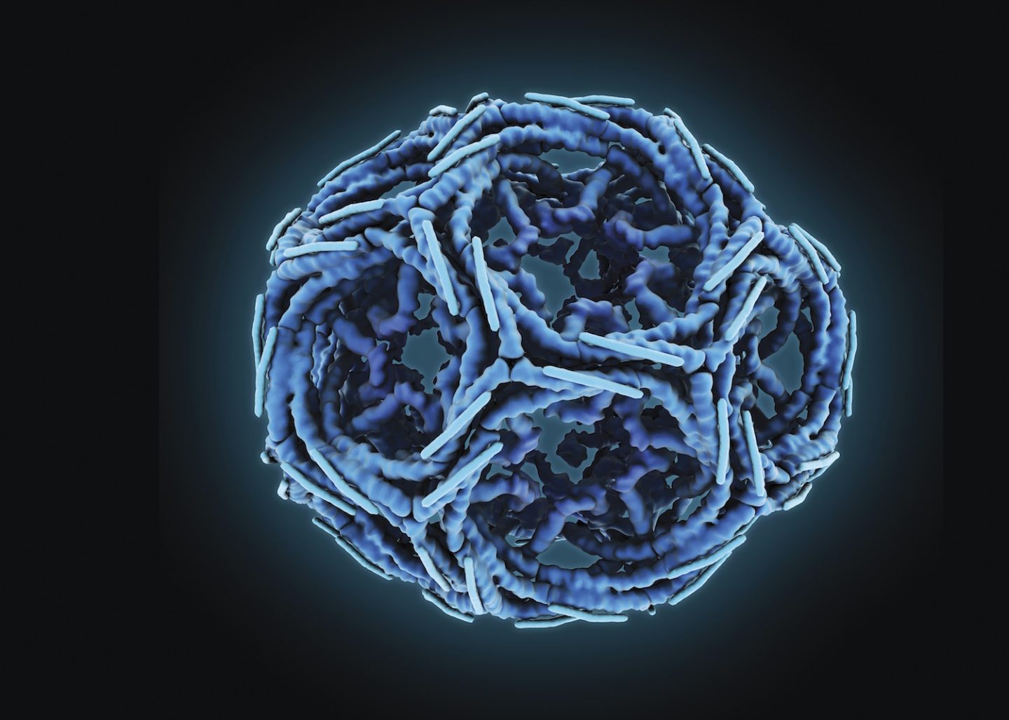 Wellcome Trust’s best biology and medicine images of 2016 - Ars Technica