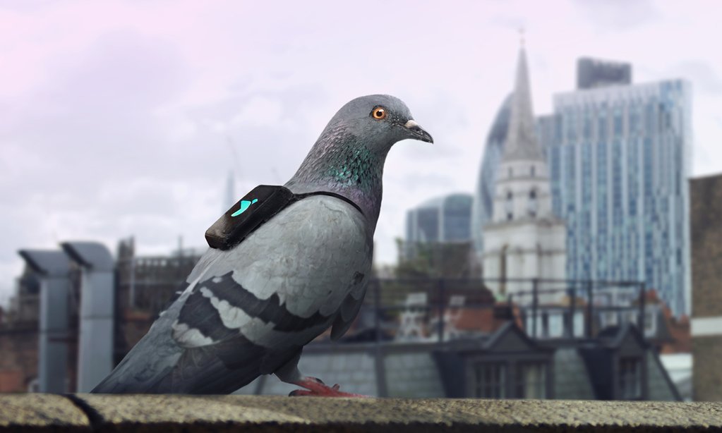 Pigeons equipped with air quality sensor backpacks take to London’s ...