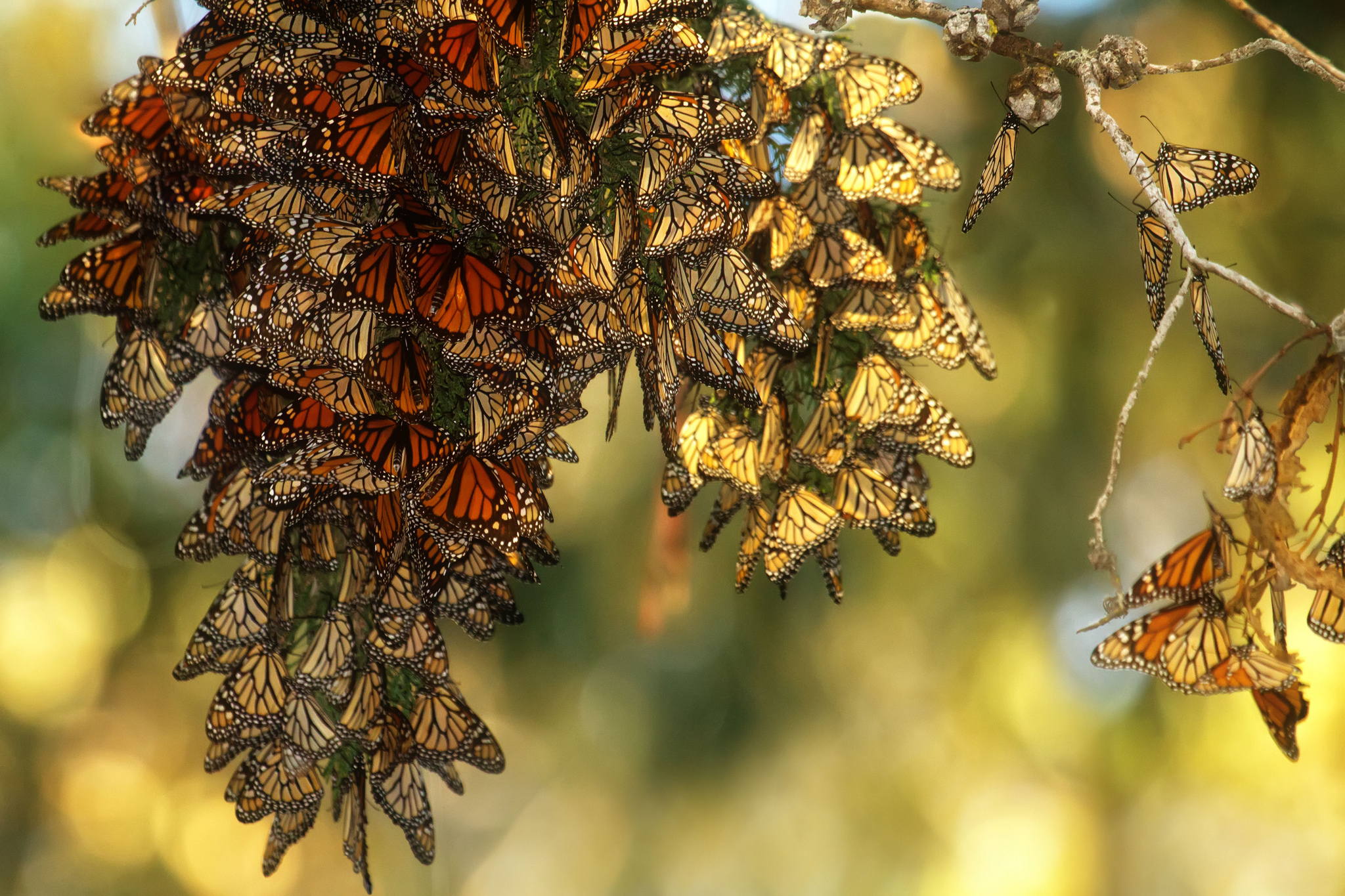 Monarch butterflies could disappear from Eastern US within 20 years ...