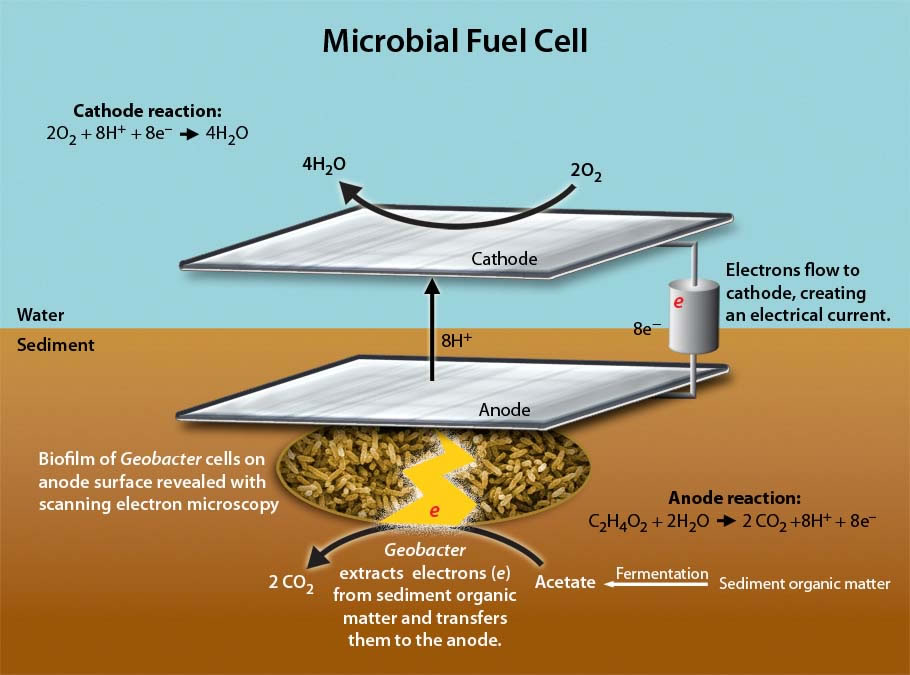 All-bacterial battery makes a nutrient when charged, eats it to ...