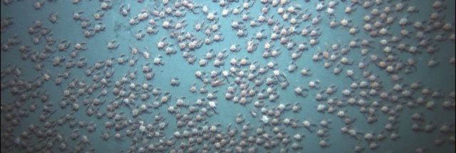 Massive undersea crab swarm caught on video for the first time | Ars ...