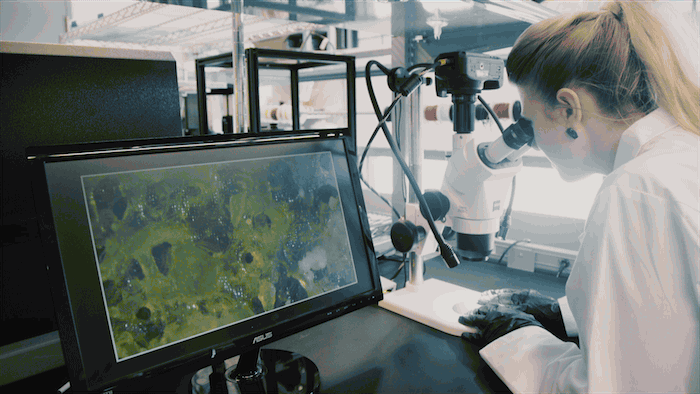 An artist is prototyping a hand grown out of human stem cells - Ars ...