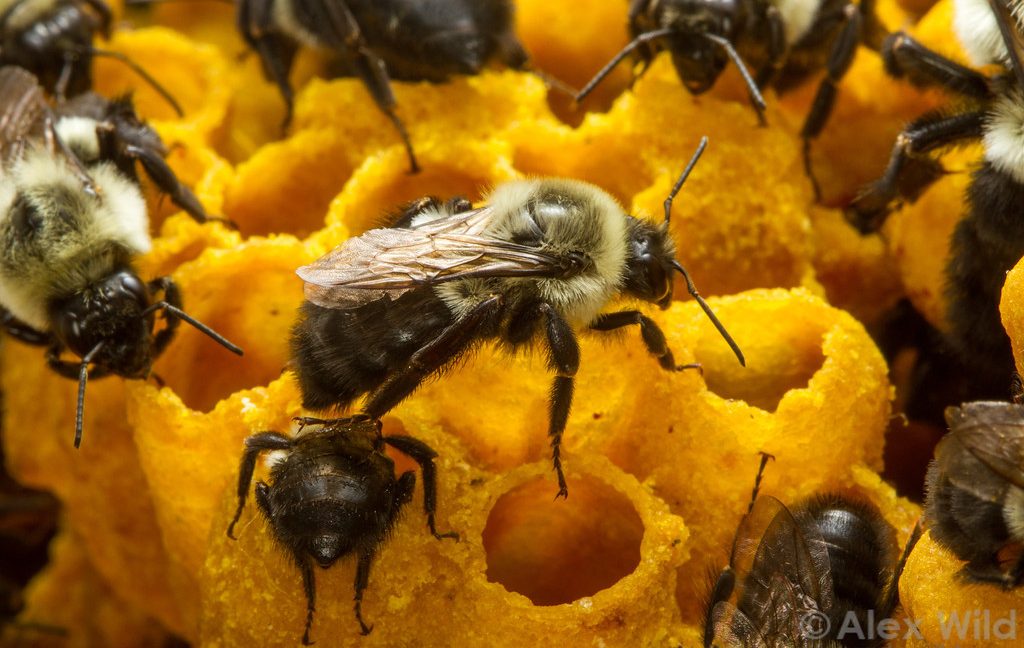 Only two kinds of sexual arrangements are possible among social animals ...