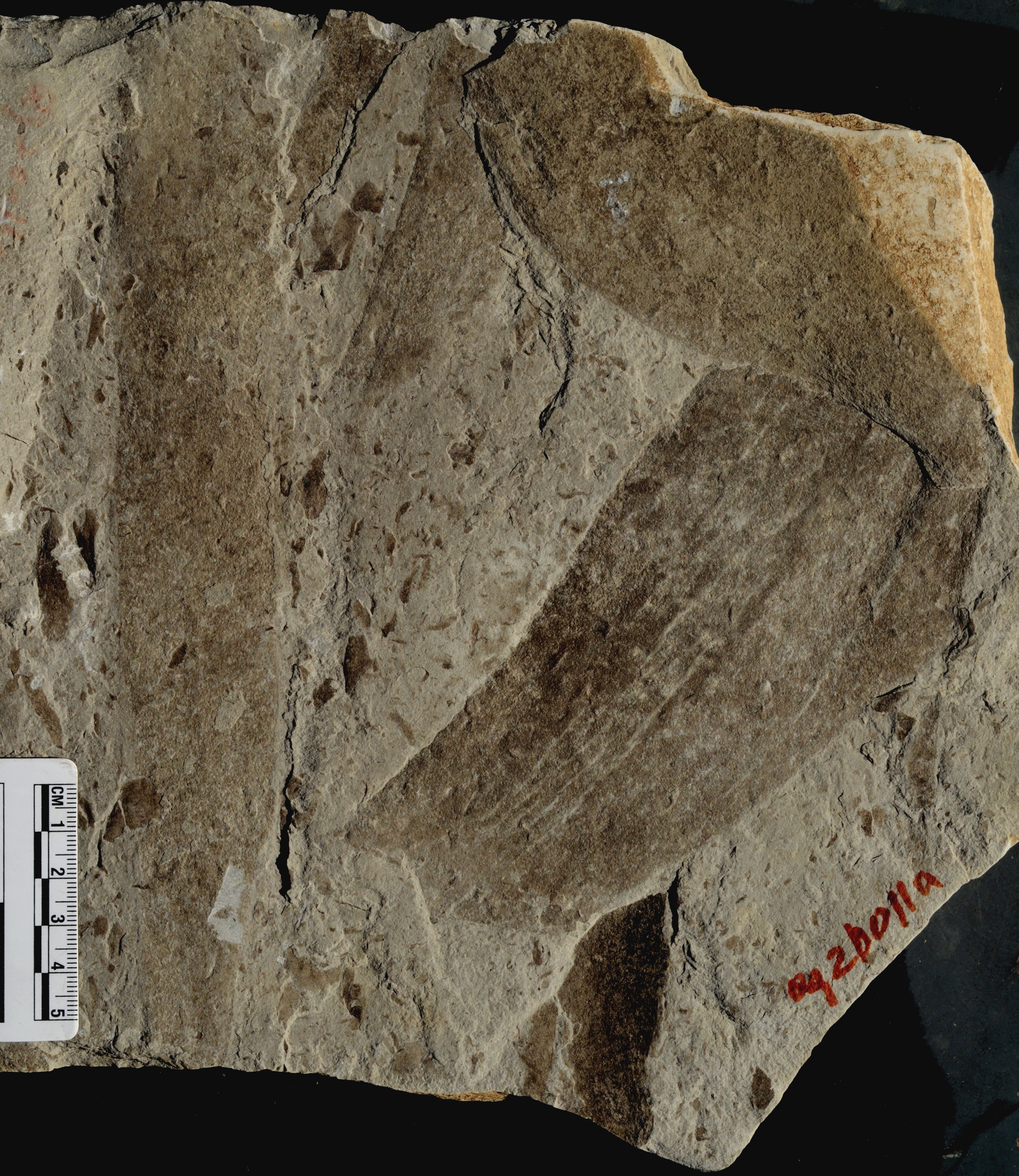 1.5 billion-year-old fossils reveal organisms of unusual size - Ars ...