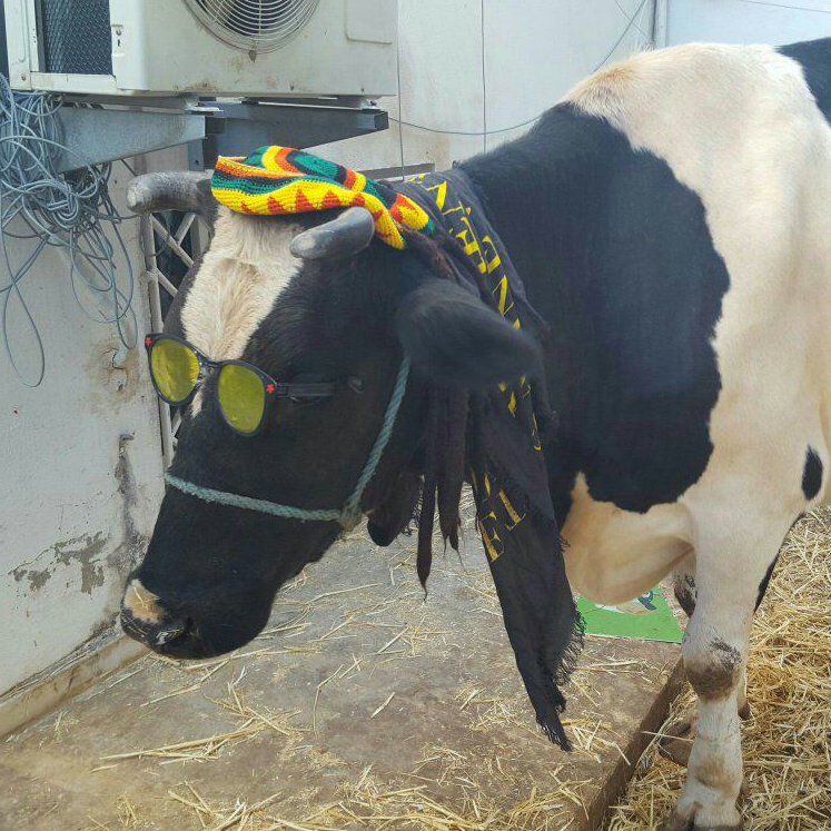 Real-life Farmville: An app’s high score earned someone a cow - Ars ...