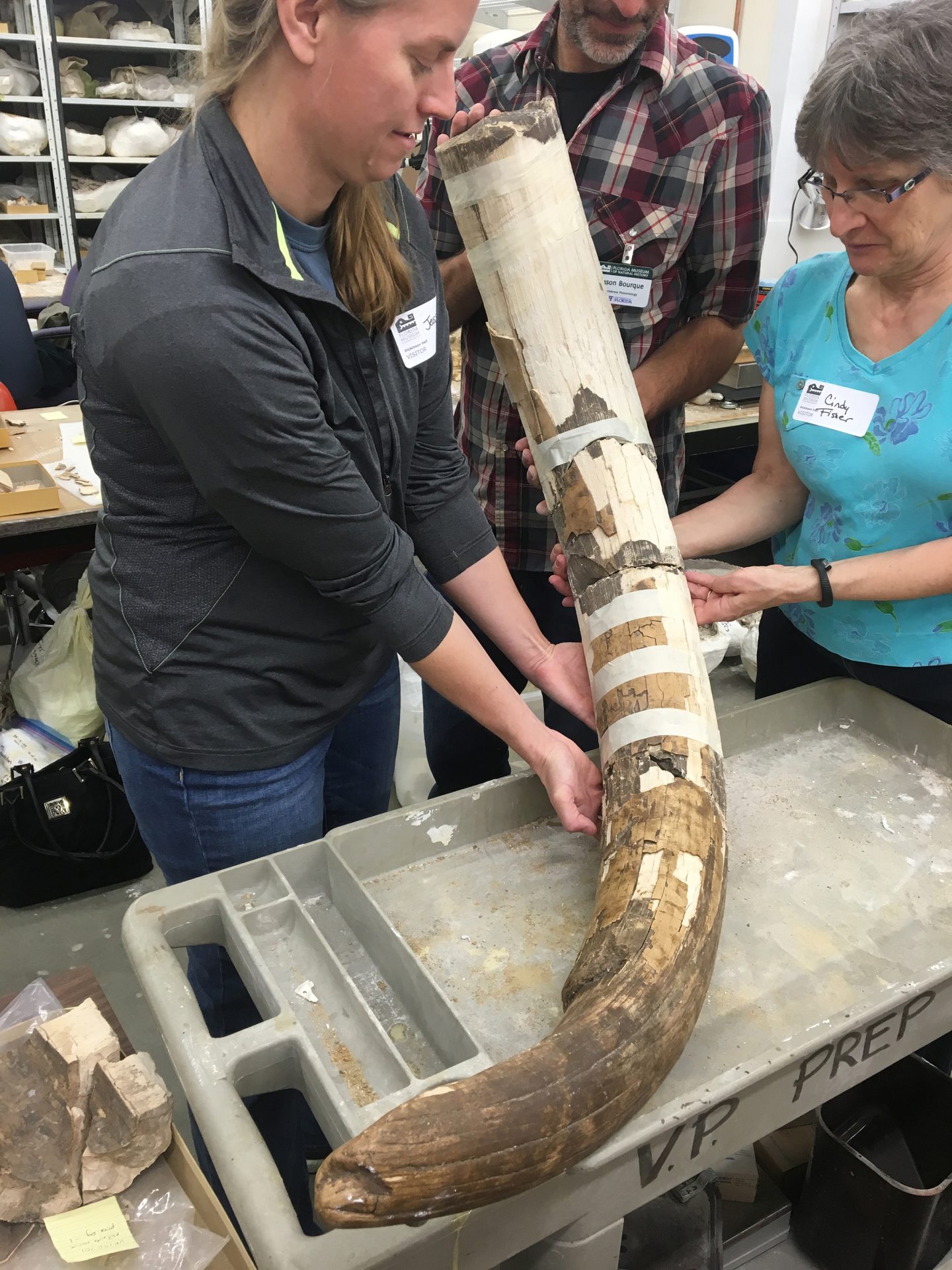 Underwater discovery reveals 14,550 year-old Florida mastodon hunters ...