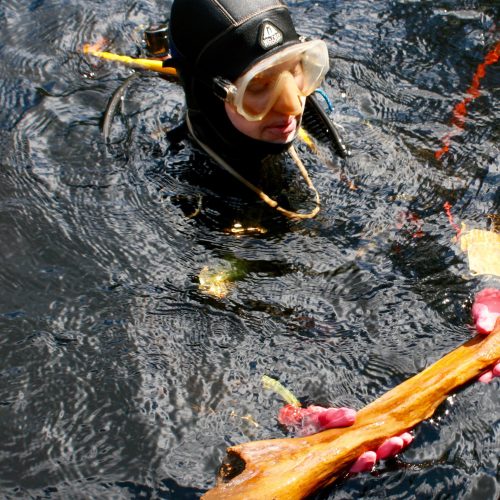 Tag: mastodons - Ars Technica