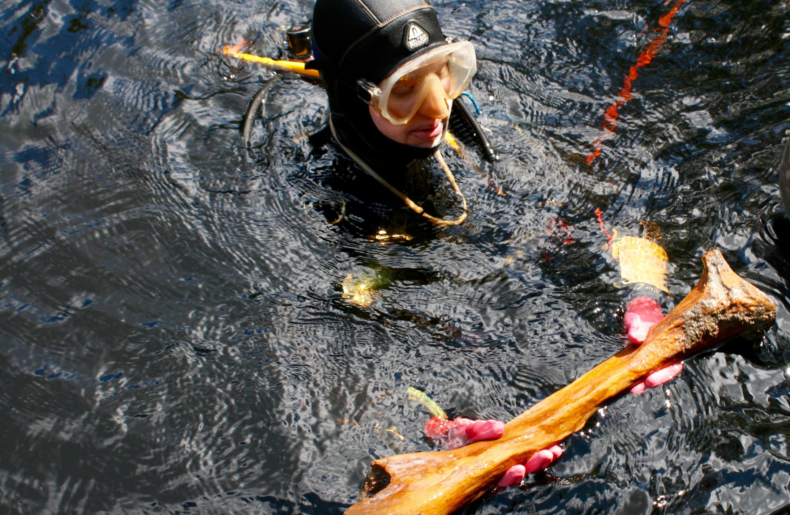 Underwater discovery reveals 14,550 year-old Florida mastodon hunters ...