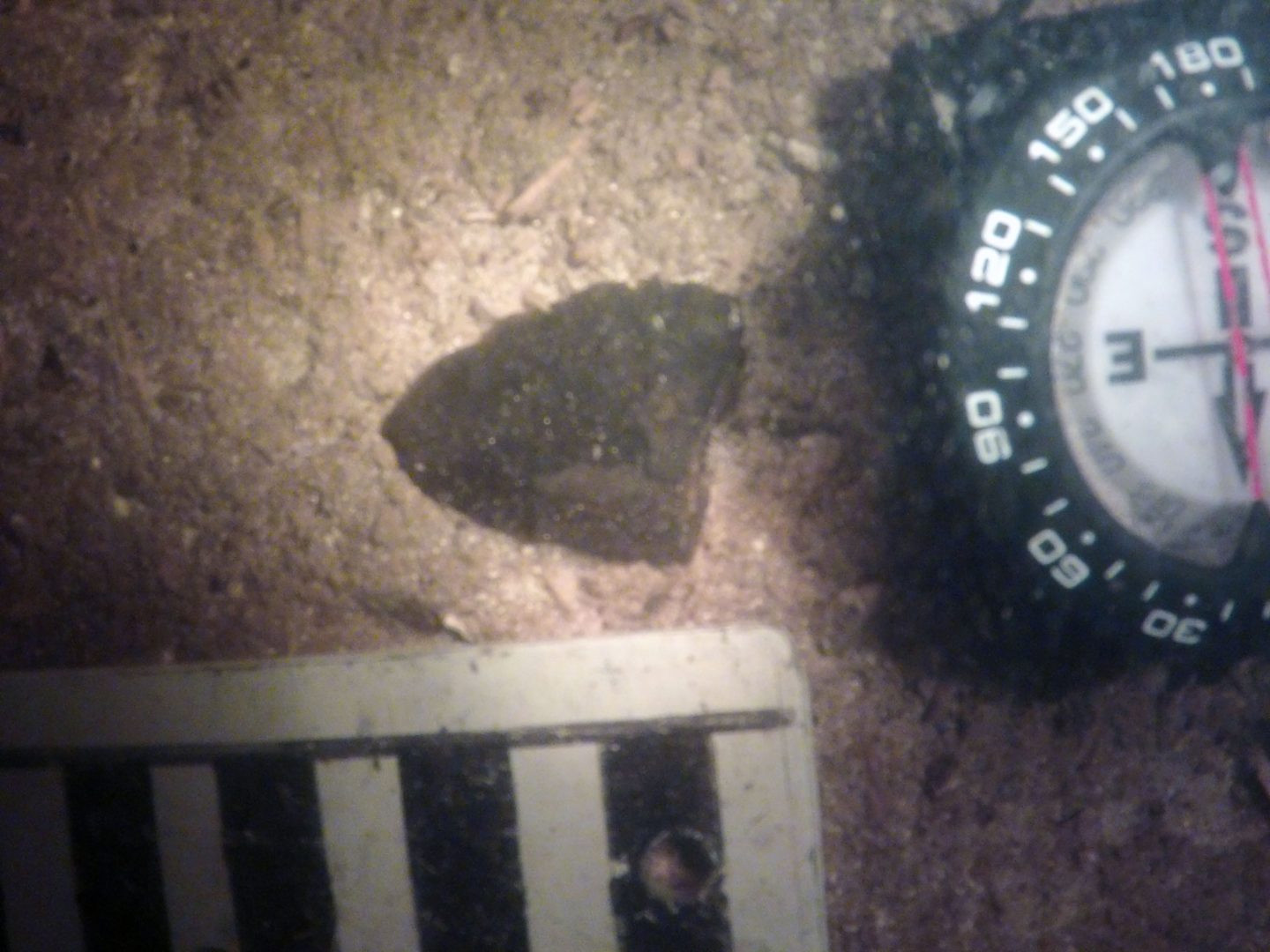 Underwater discovery reveals 14,550 year-old Florida mastodon hunters ...