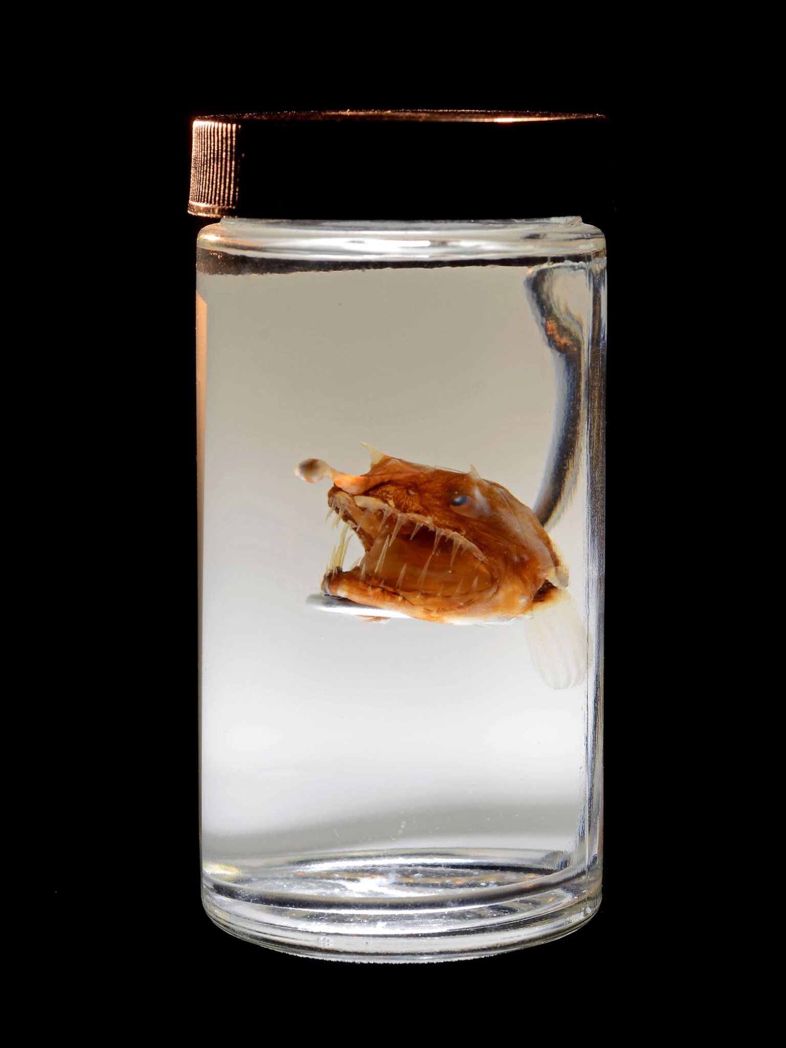 Evolution favors the bioluminescent - Ars Technica