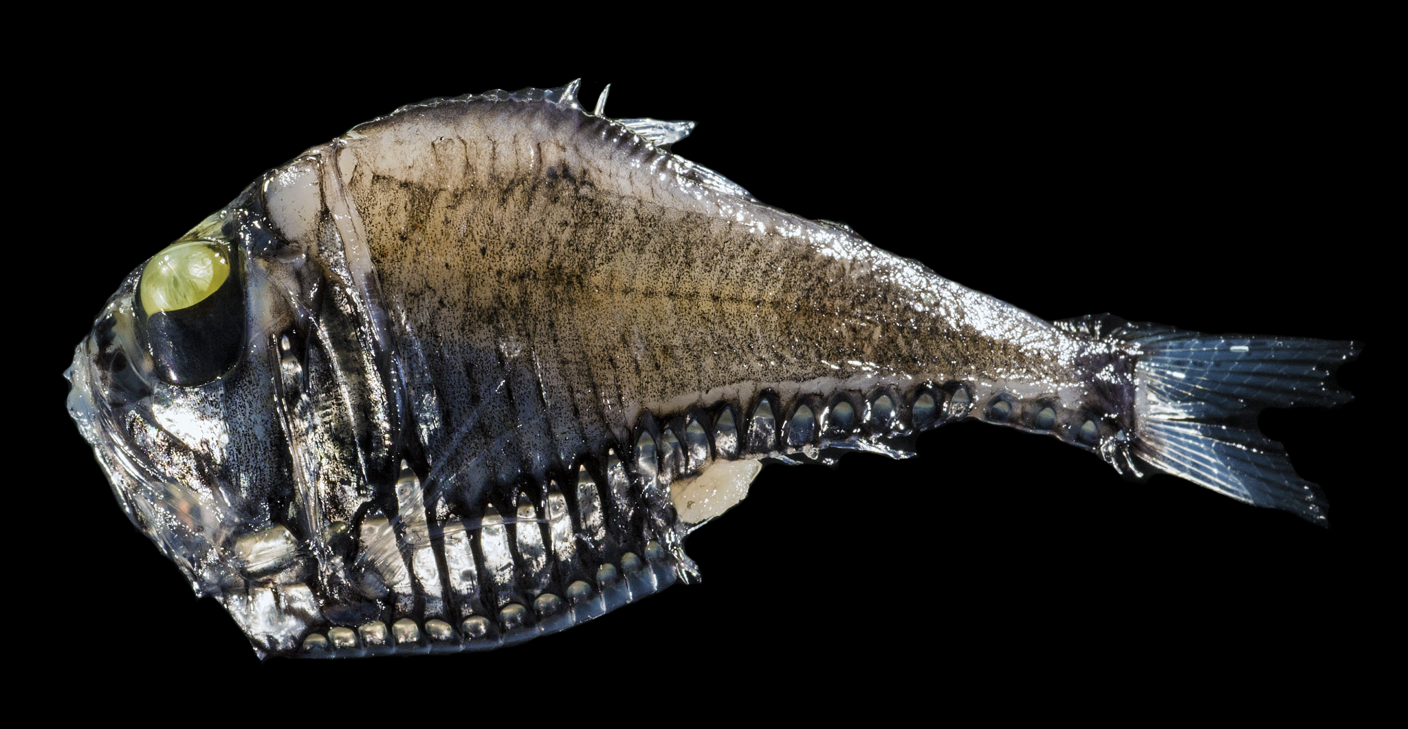 Evolution favors the bioluminescent - Ars Technica