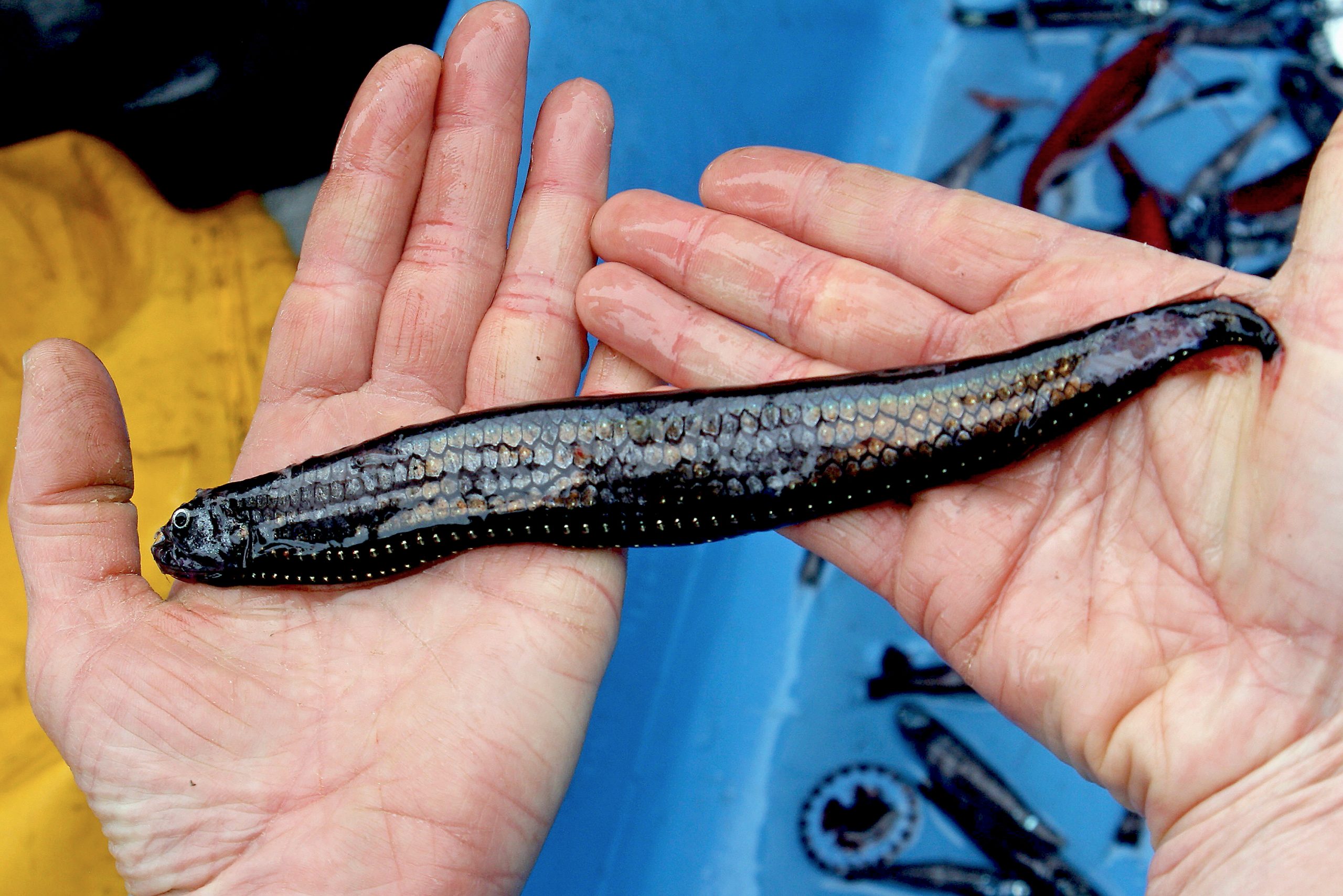 Evolution favors the bioluminescent - Ars Technica
