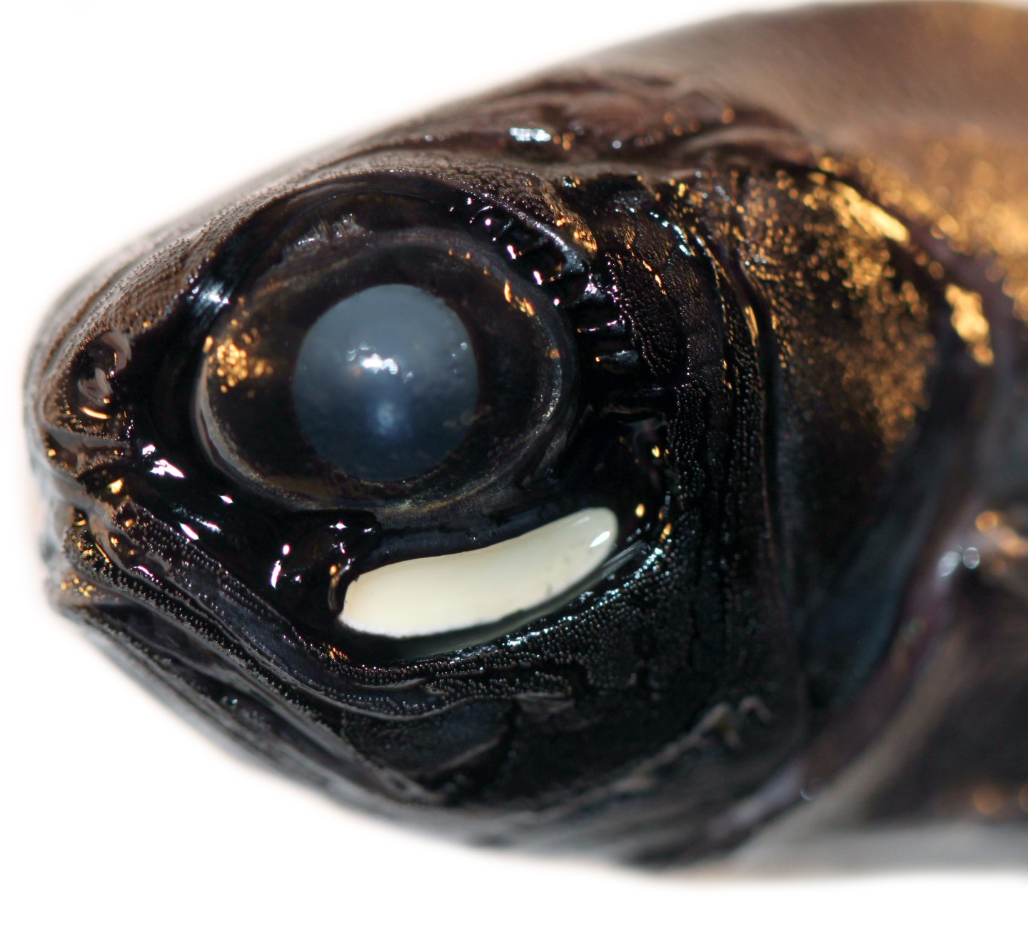 Evolution favors the bioluminescent - Ars Technica