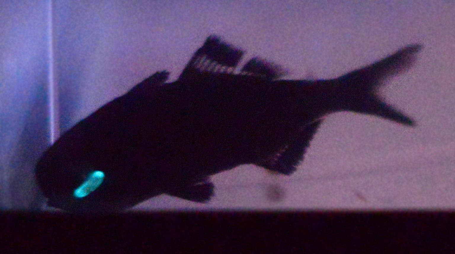 Evolution favors the bioluminescent - Ars Technica