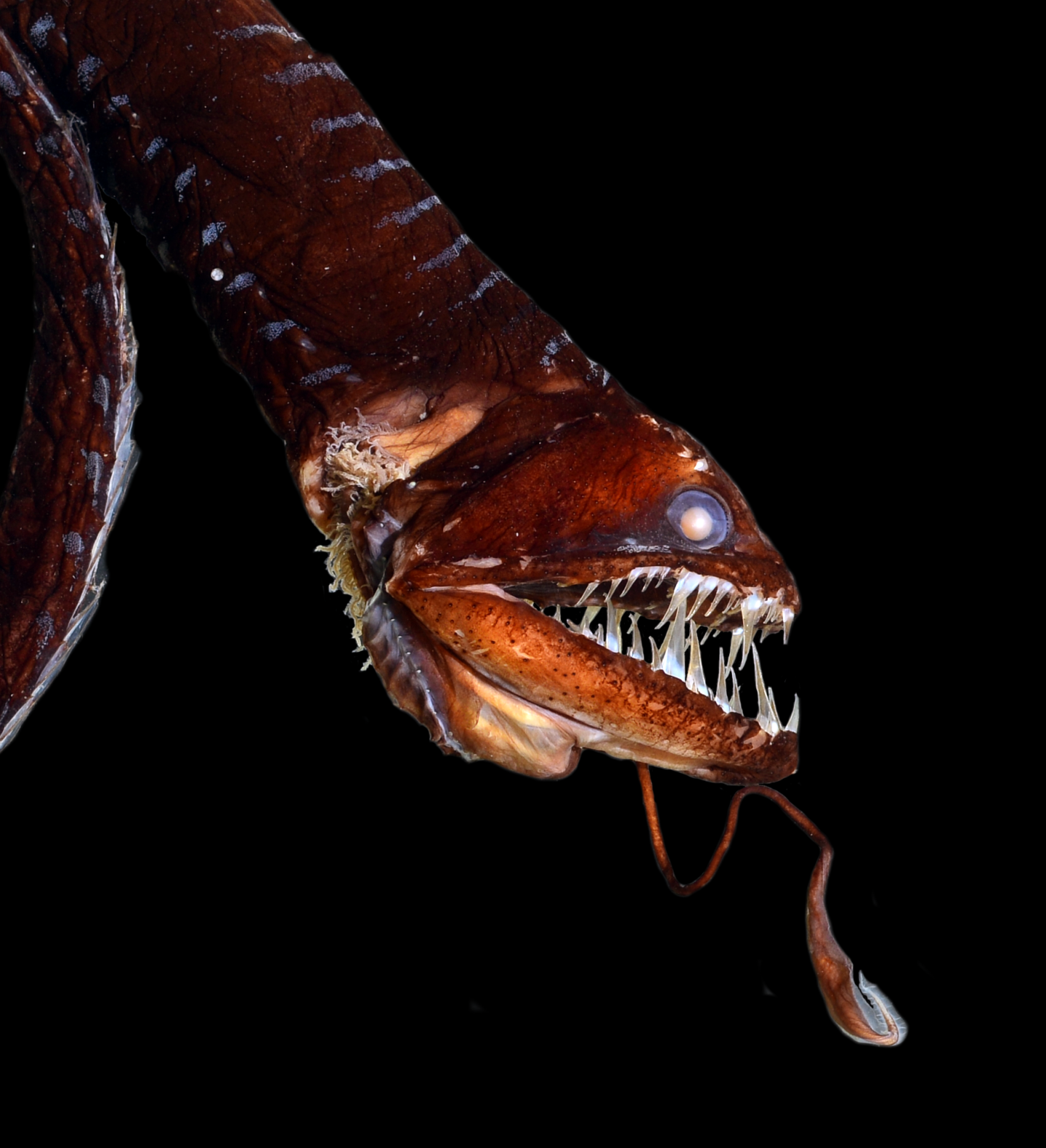 Evolution favors the bioluminescent - Ars Technica
