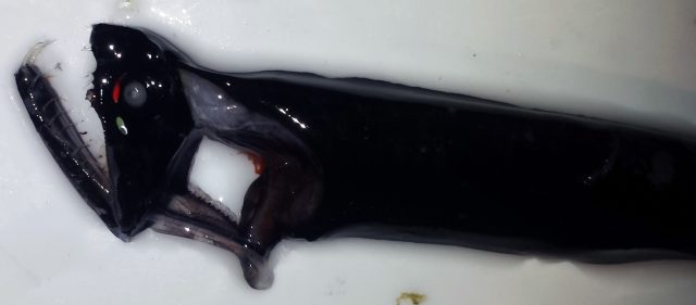 Evolution favors the bioluminescent - Ars Technica