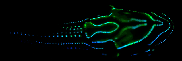 Evolution favors the bioluminescent | Ars Technica
