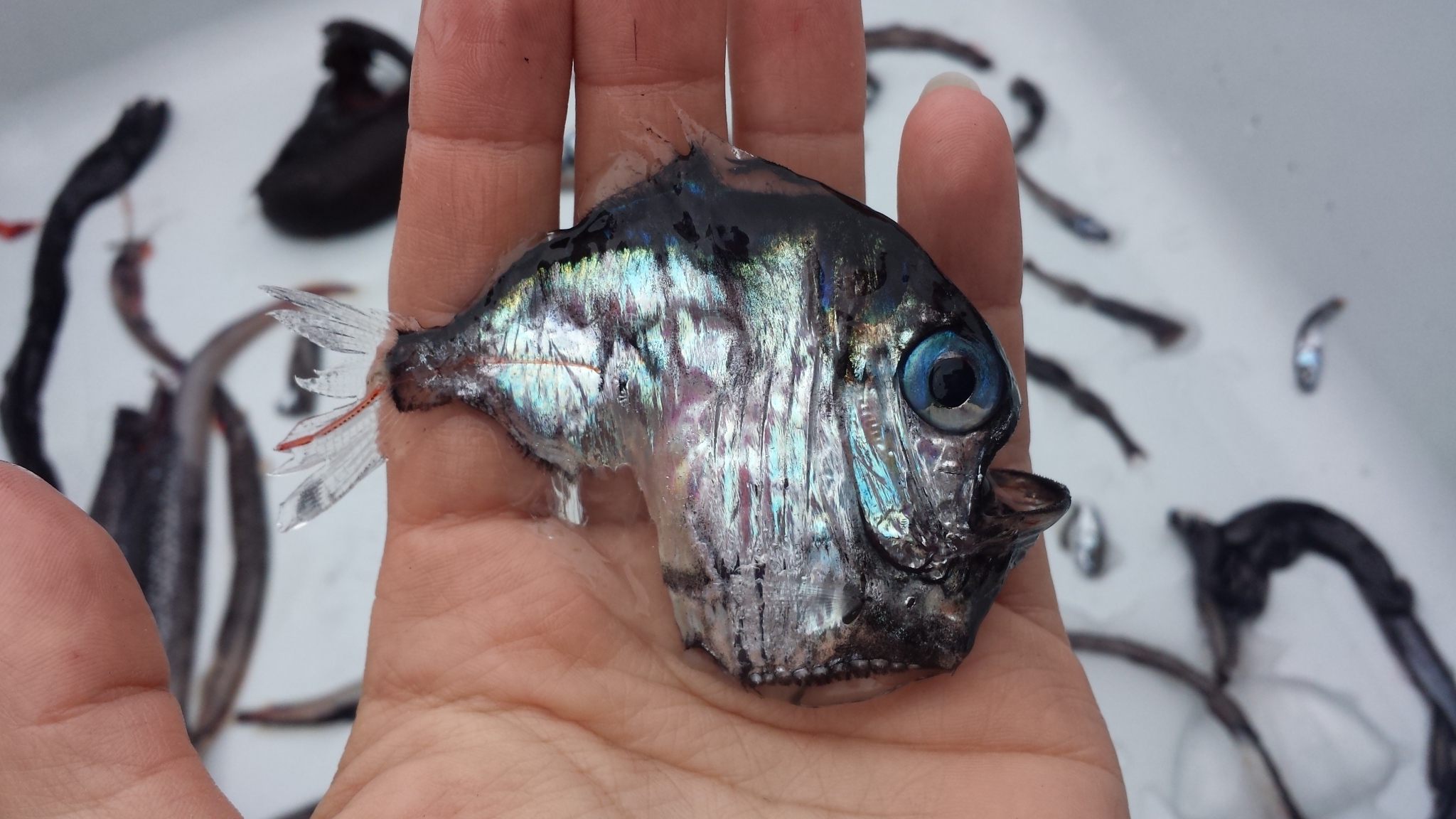 Evolution favors the bioluminescent - Ars Technica