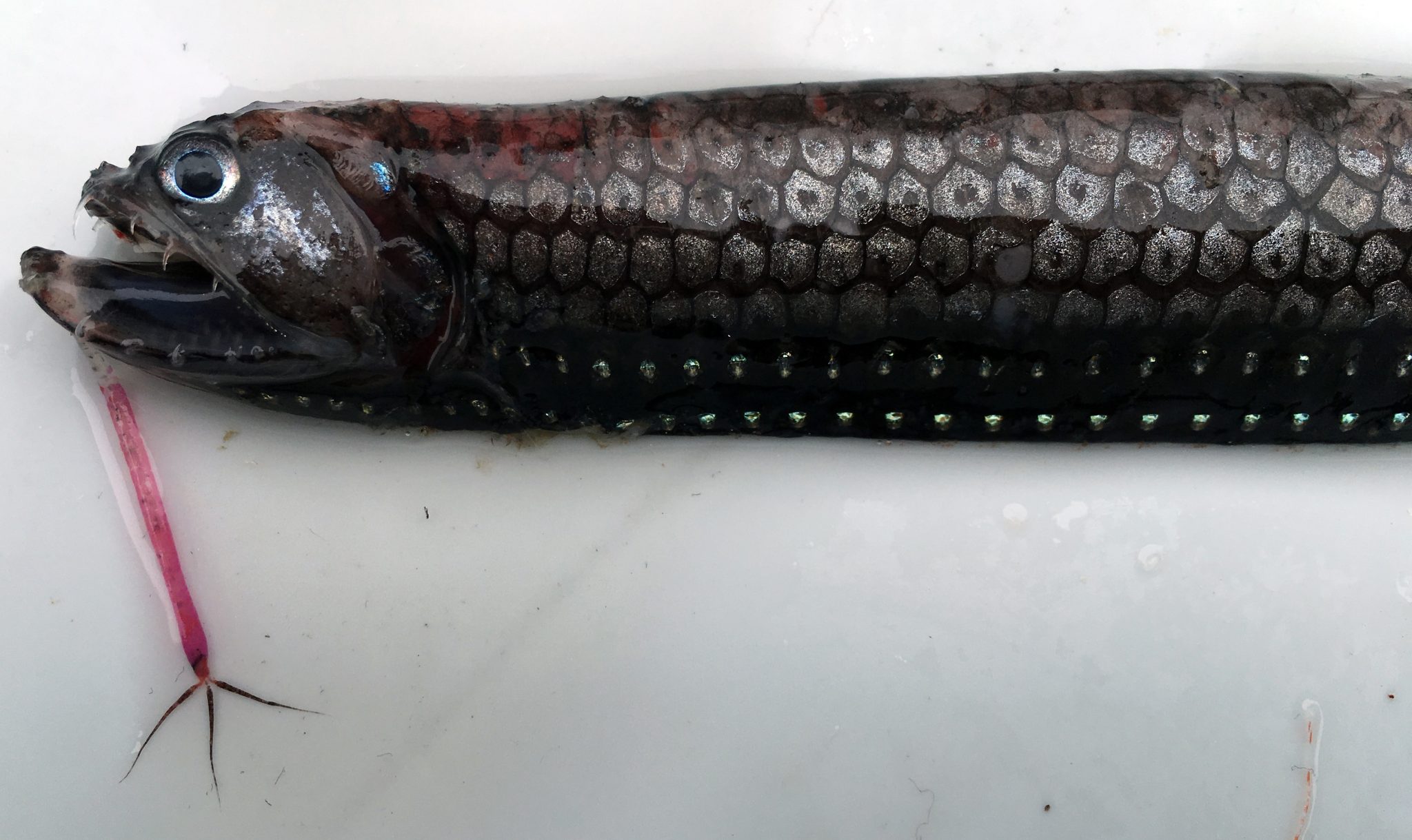 Evolution favors the bioluminescent - Ars Technica