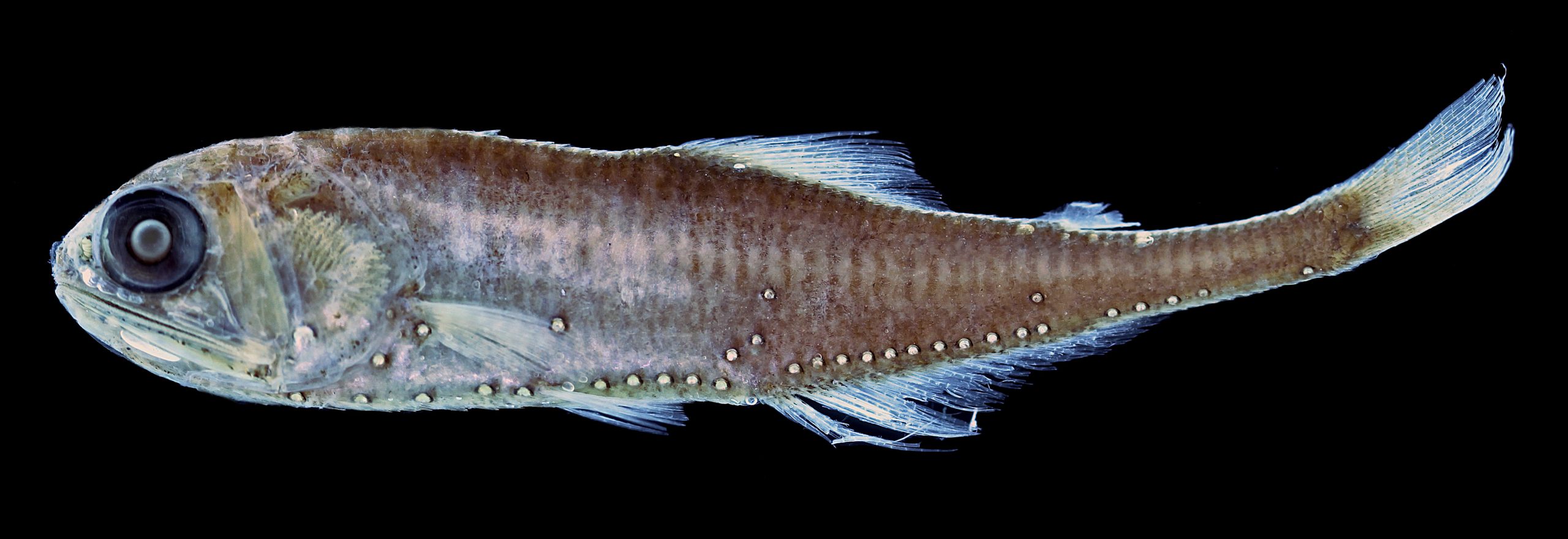 Evolution favors the bioluminescent - Ars Technica