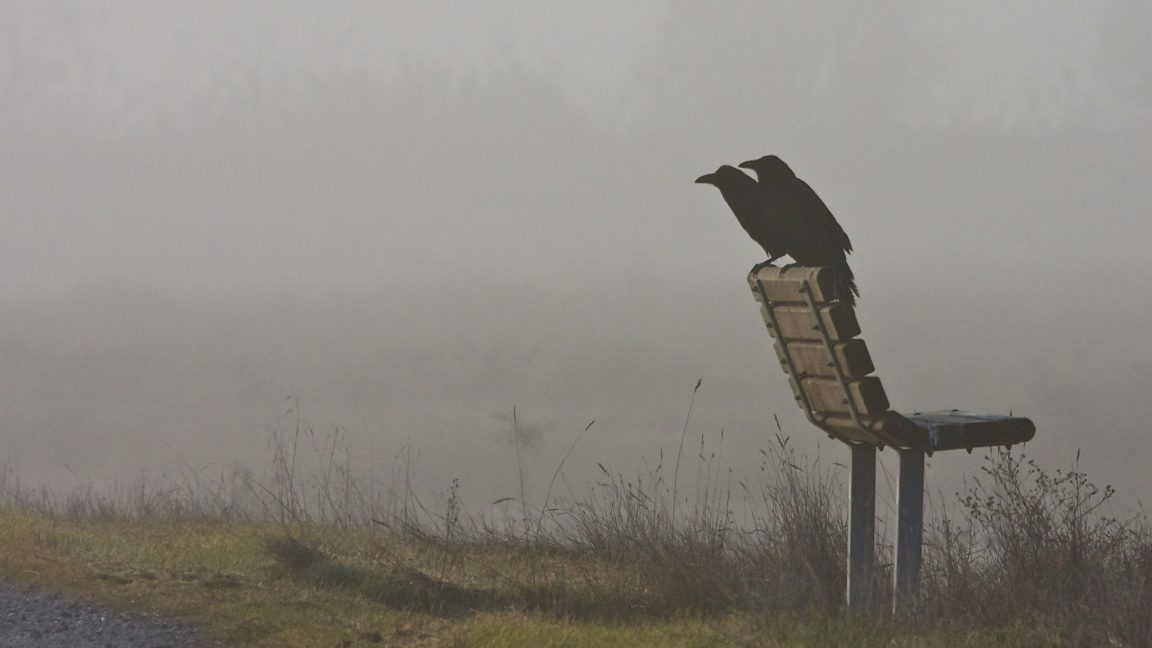 Bird brains are dense—with neurons - Ars Technica