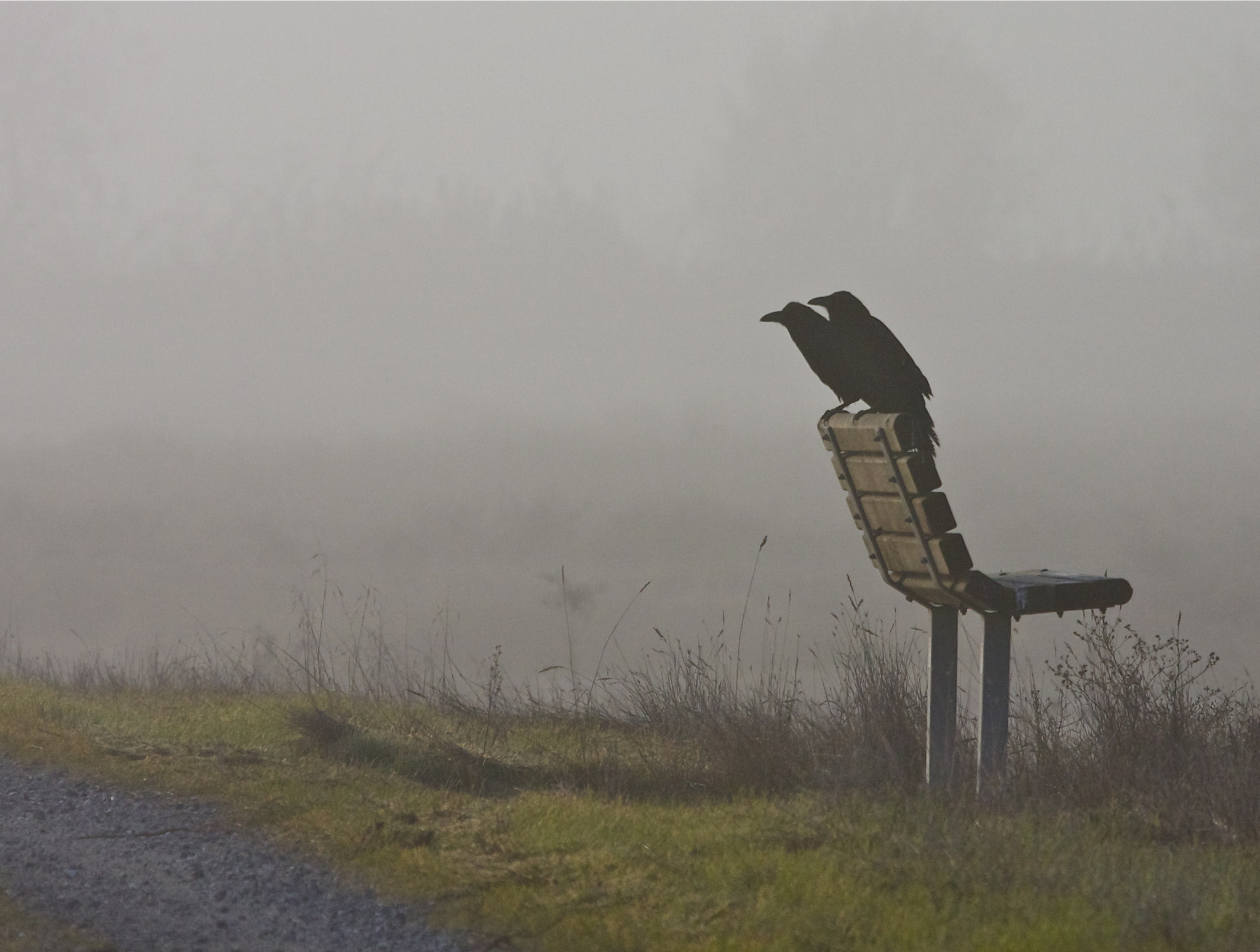 Bird brains are dense—with neurons - Ars Technica