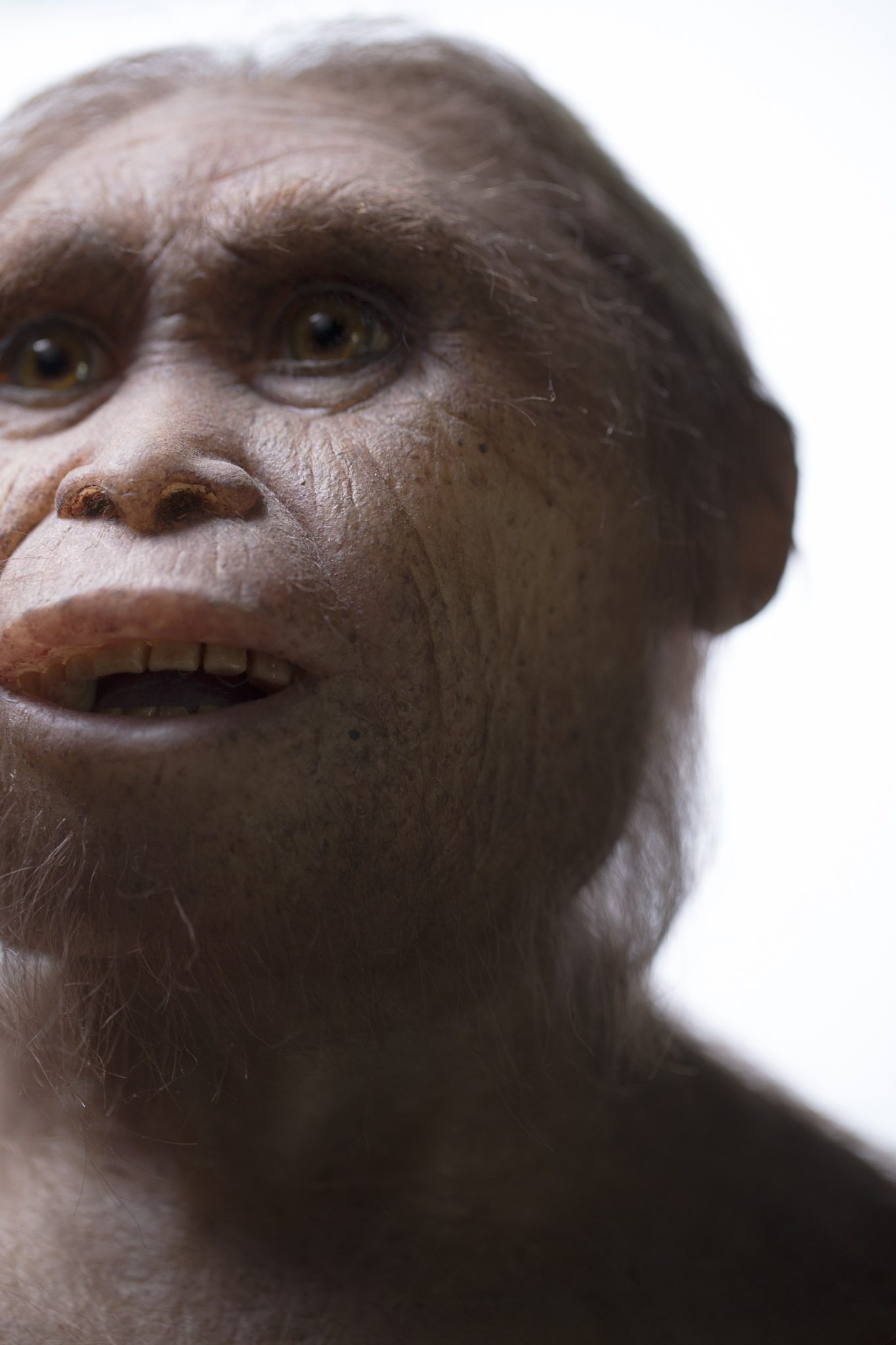 Stone tools may hint at ancestors of Homo floresiensis - Ars Technica