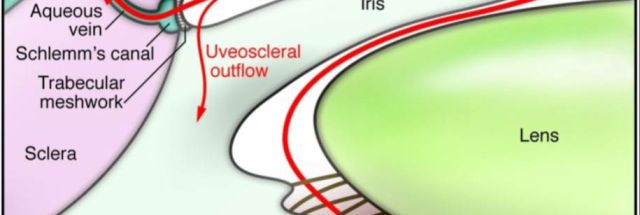 Researchers testing a glaucoma therapy based on engineered stem cells ...