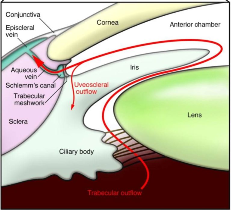 Researchers testing a glaucoma therapy based on engineered stem cells ...