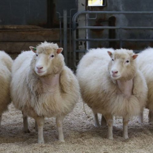 Tag: Dolly - Ars Technica