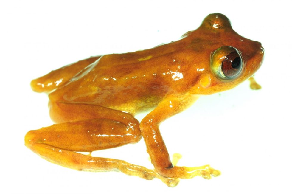 Meet some of the species we’ve found in 2016 - Ars Technica