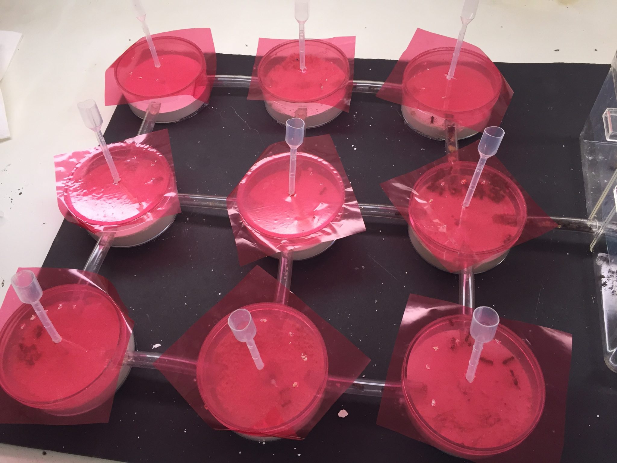 Meet the worst ants in the world - Ars Technica