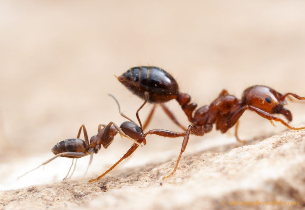Meet the worst ants in the world - Ars Technica