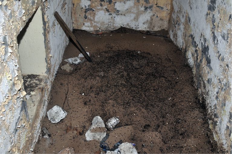 Bizarre ant colony discovered in an abandoned Polish nuclear weapons ...