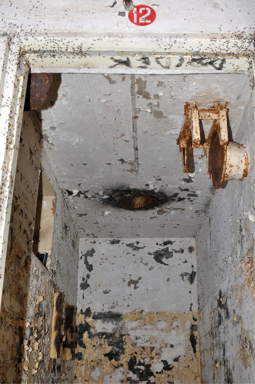 Bizarre ant colony discovered in an abandoned Polish nuclear weapons ...