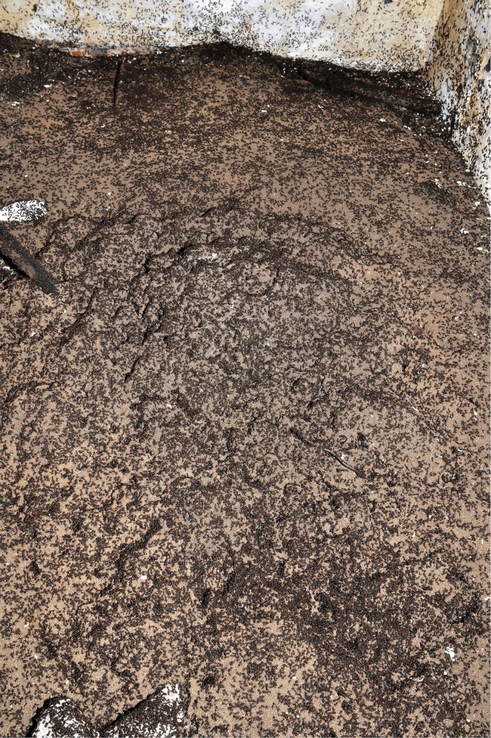 Bizarre ant colony discovered in an abandoned Polish nuclear weapons ...