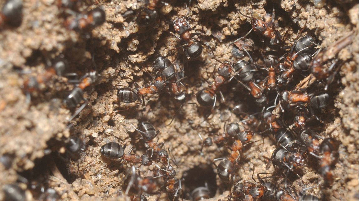 Bizarre ant colony discovered in an abandoned Polish nuclear weapons ...